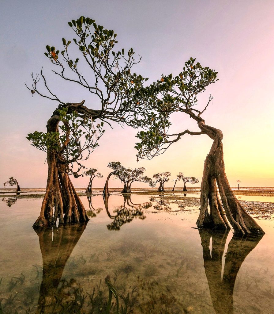 Birdwatching in Sumba: Discover Indonesia’s Avian Paradise