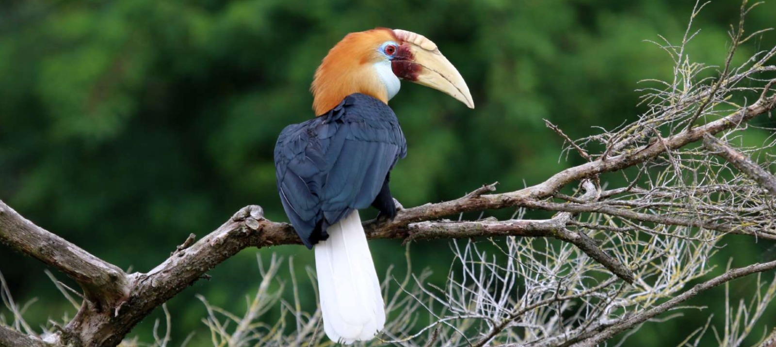 Birdwatching in Sumba: Discover Indonesia’s Avian Paradise